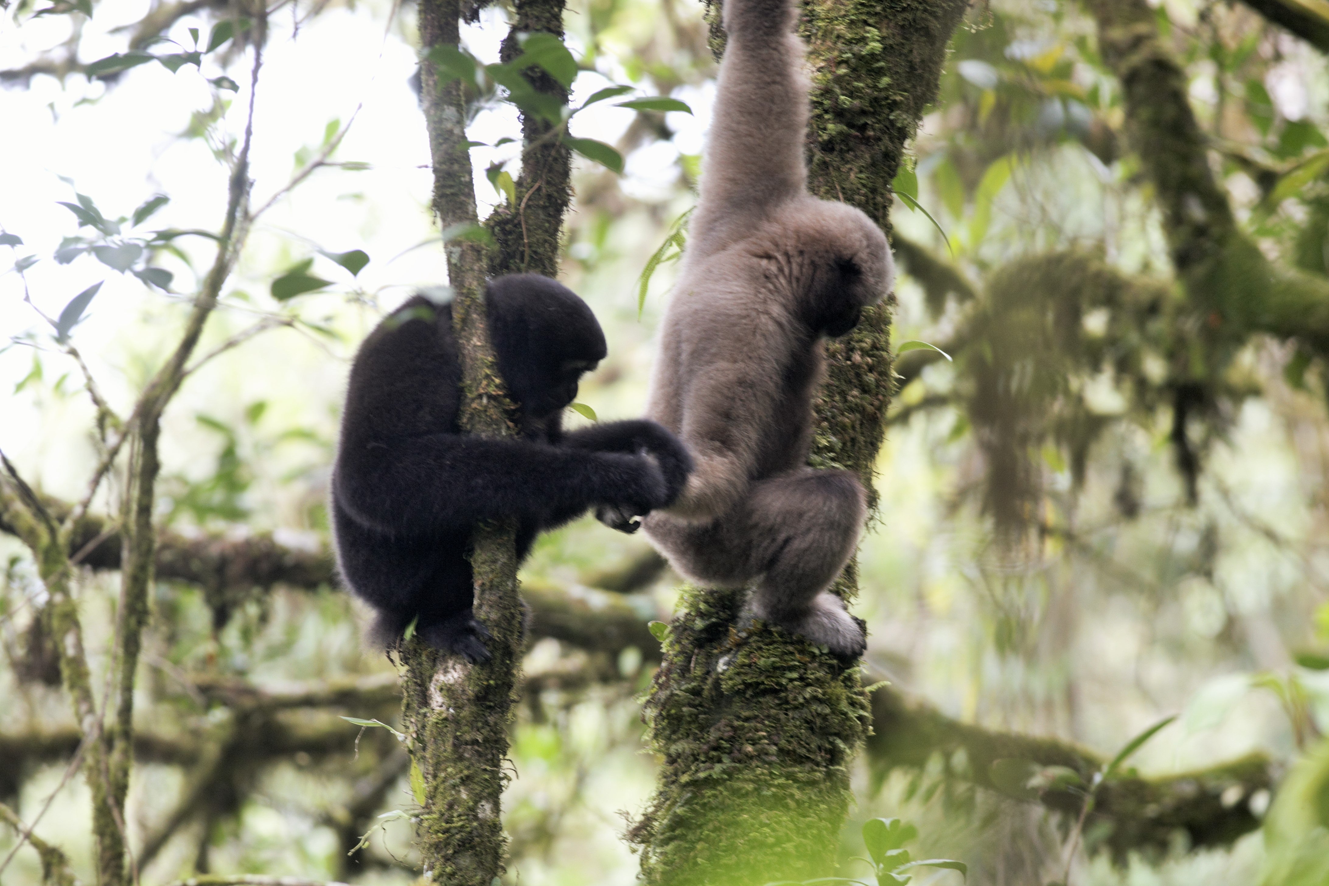 Love Songs Lead Scientists to New Populations of Skywalker Gibbons in ...